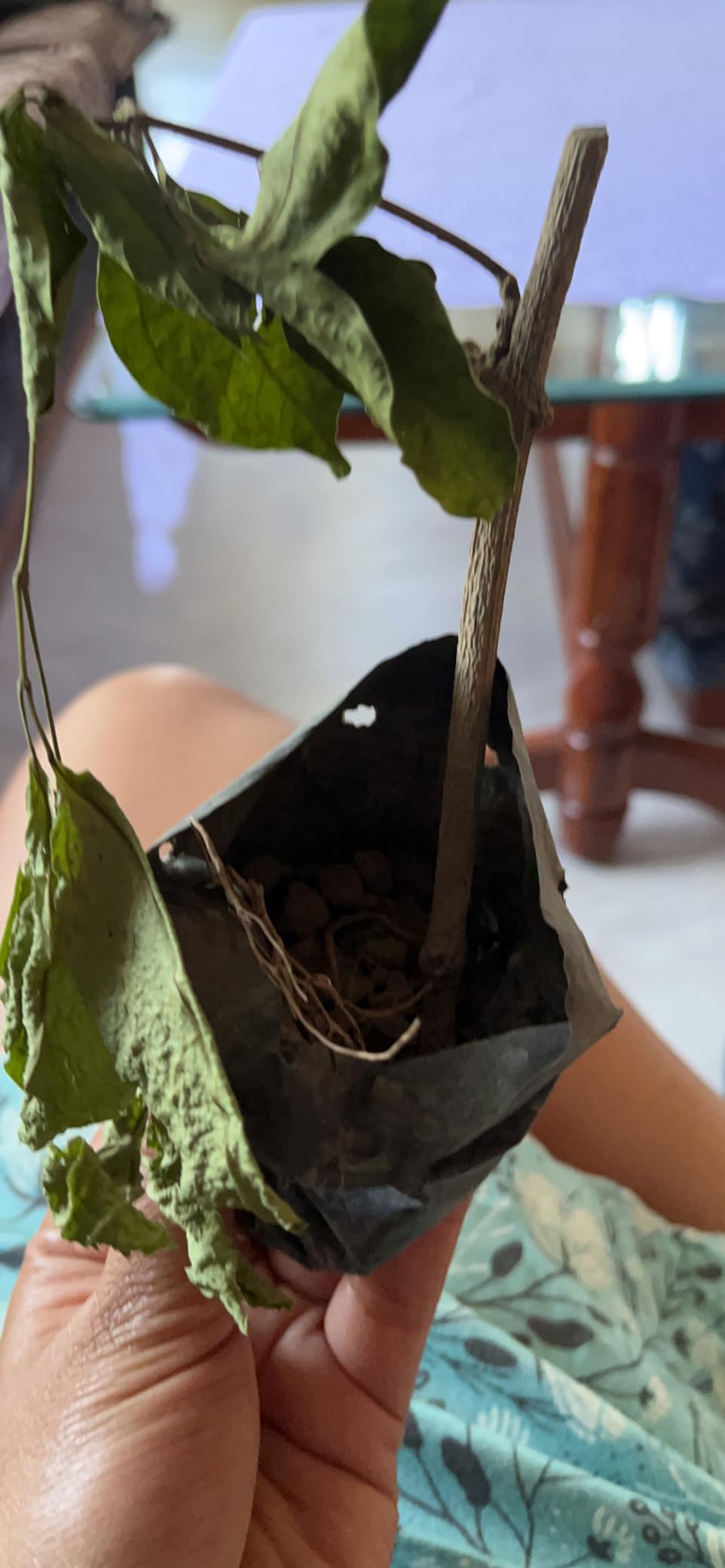 Garlic Vine Live Flowering Plant - Outdoor Garden and Balcony Natural ...