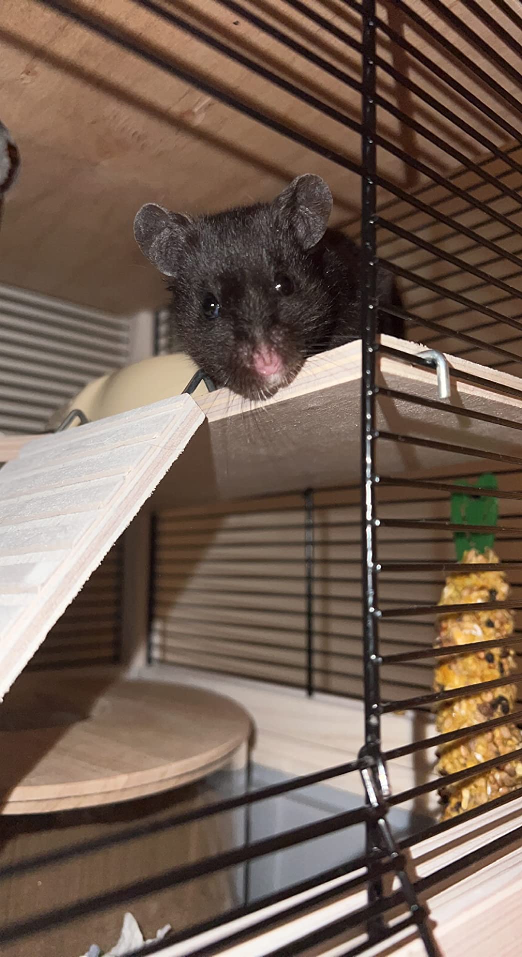 $18/mo - Finance Ferplast HAMSTERVILLE Hamster Habitat Cage, Sturdy ...