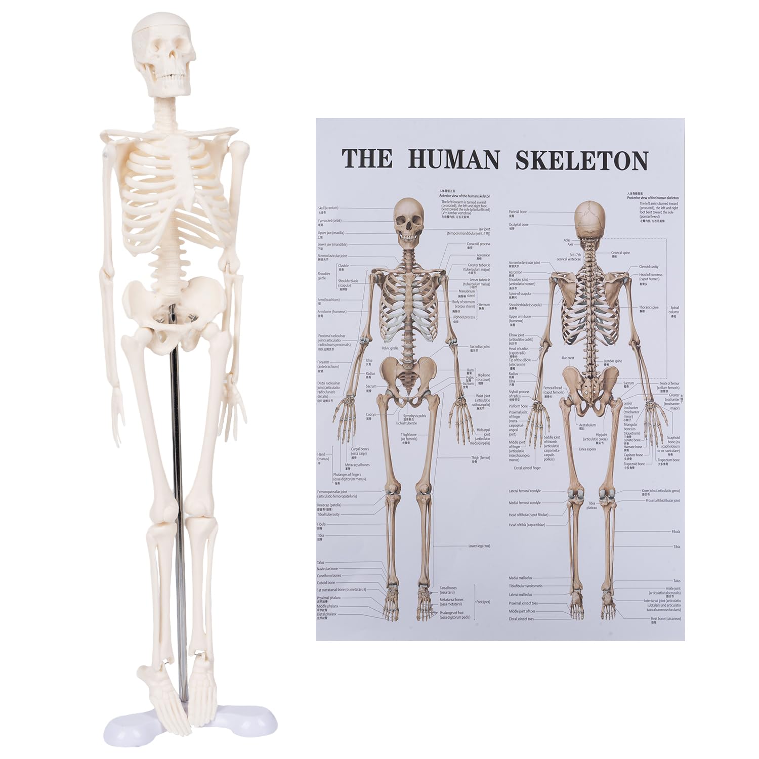 17.7'' Mini Human Skeleton Poseable, Small Sri Lanka | Ubuy