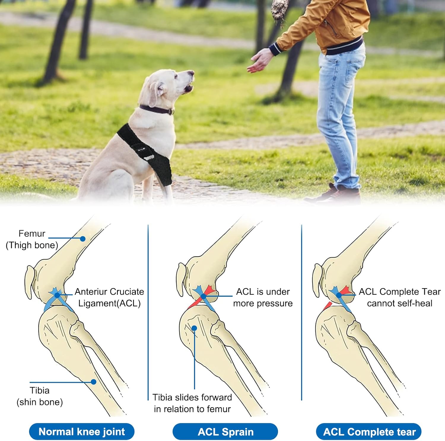 Buy HUAME Dog Knee Brace, Dog Leg Braces for Back Leg for ACL, Knee Cap ...