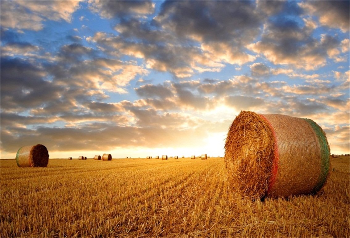 Hay Field Background