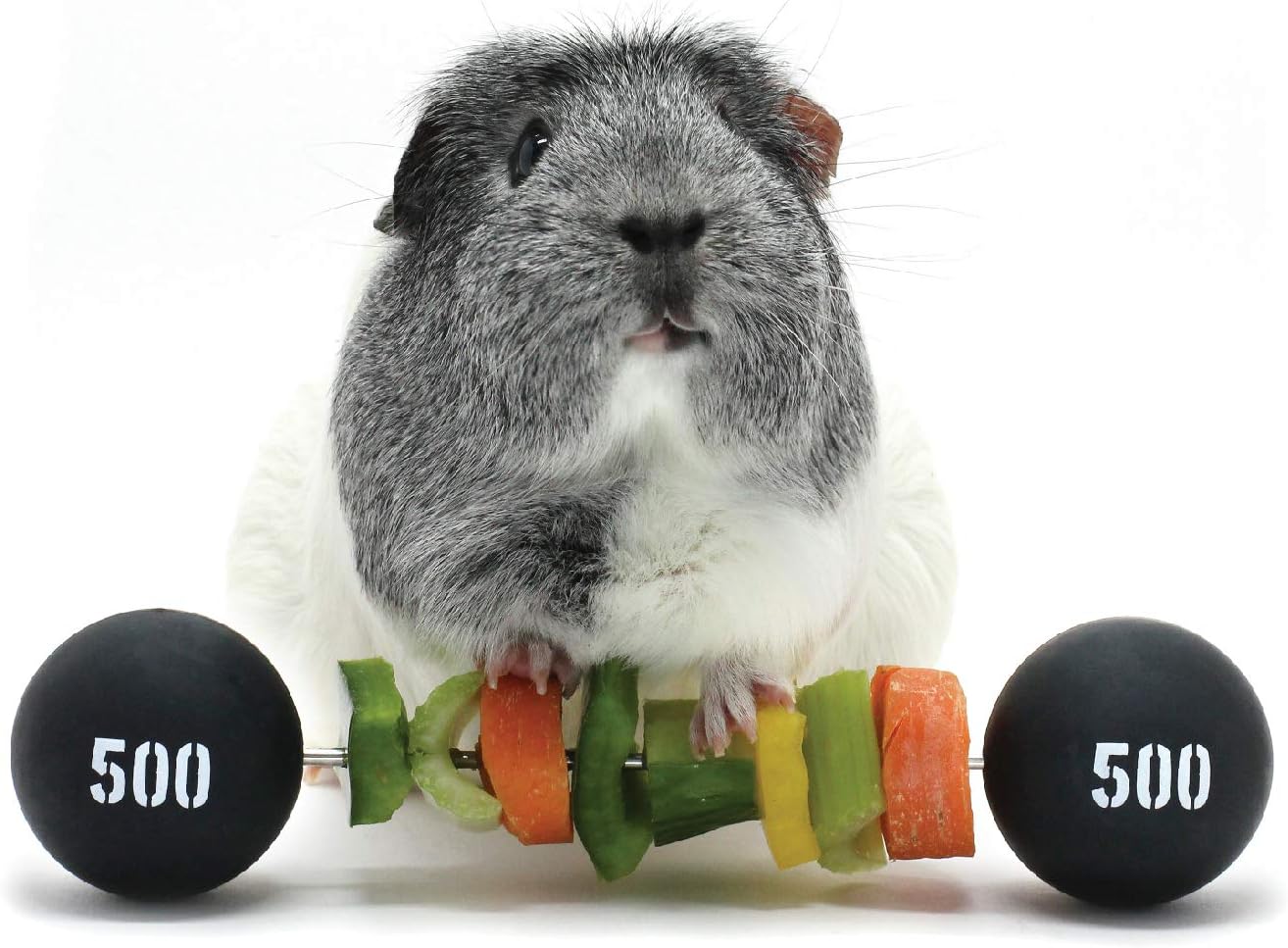 HAYPIGS Circus themed TREAT BALL - 3-in-1 Enrichment Toy - Rabbit Toys ...