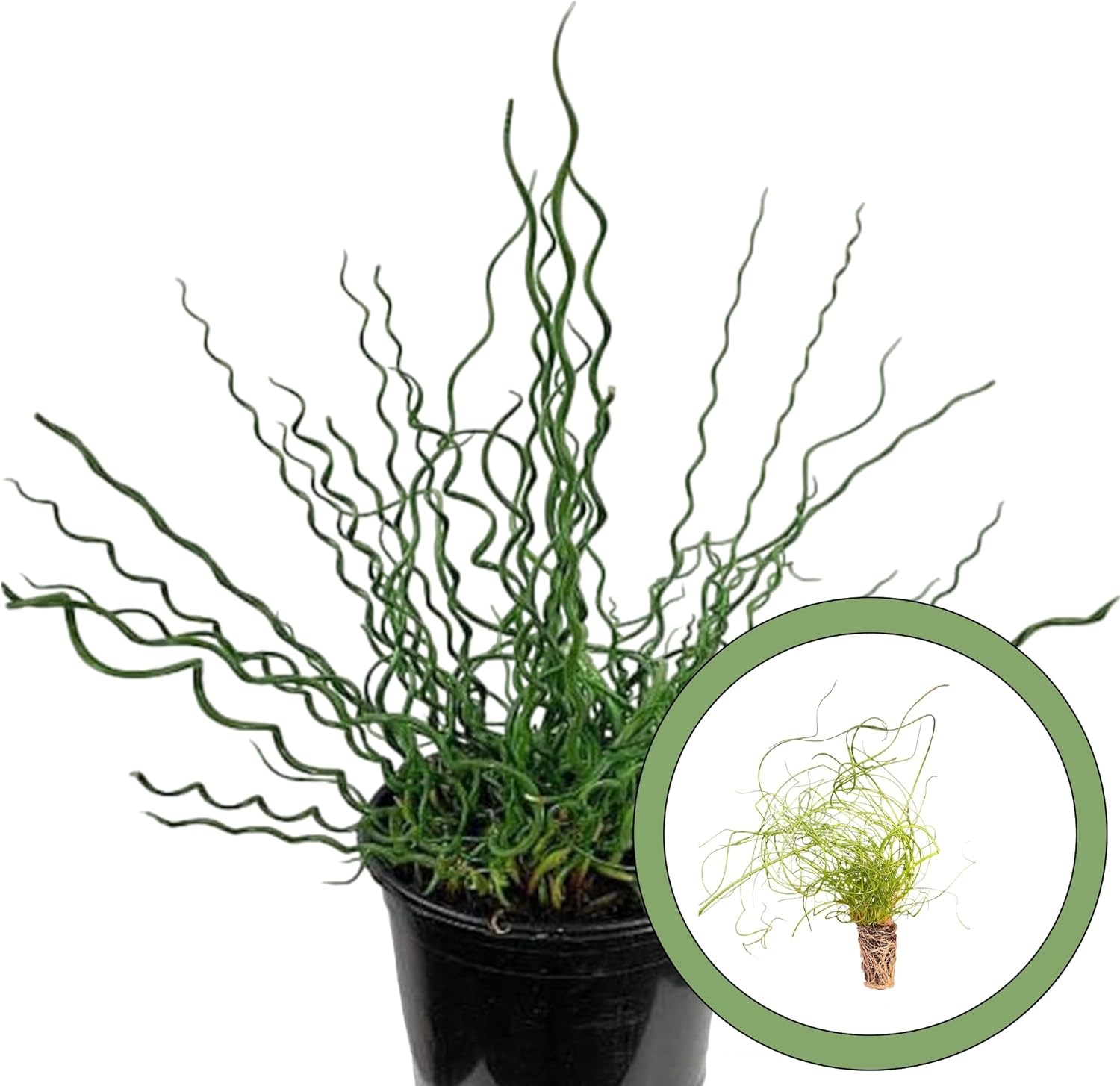 Amazon.com : Generic Juncus Effusus Big Twister Starter Plant, Natural ...