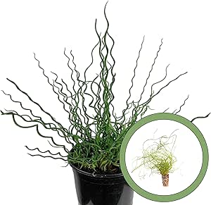 Amazon.com : Generic Juncus Effusus Big Twister Starter Plant, Natural ...