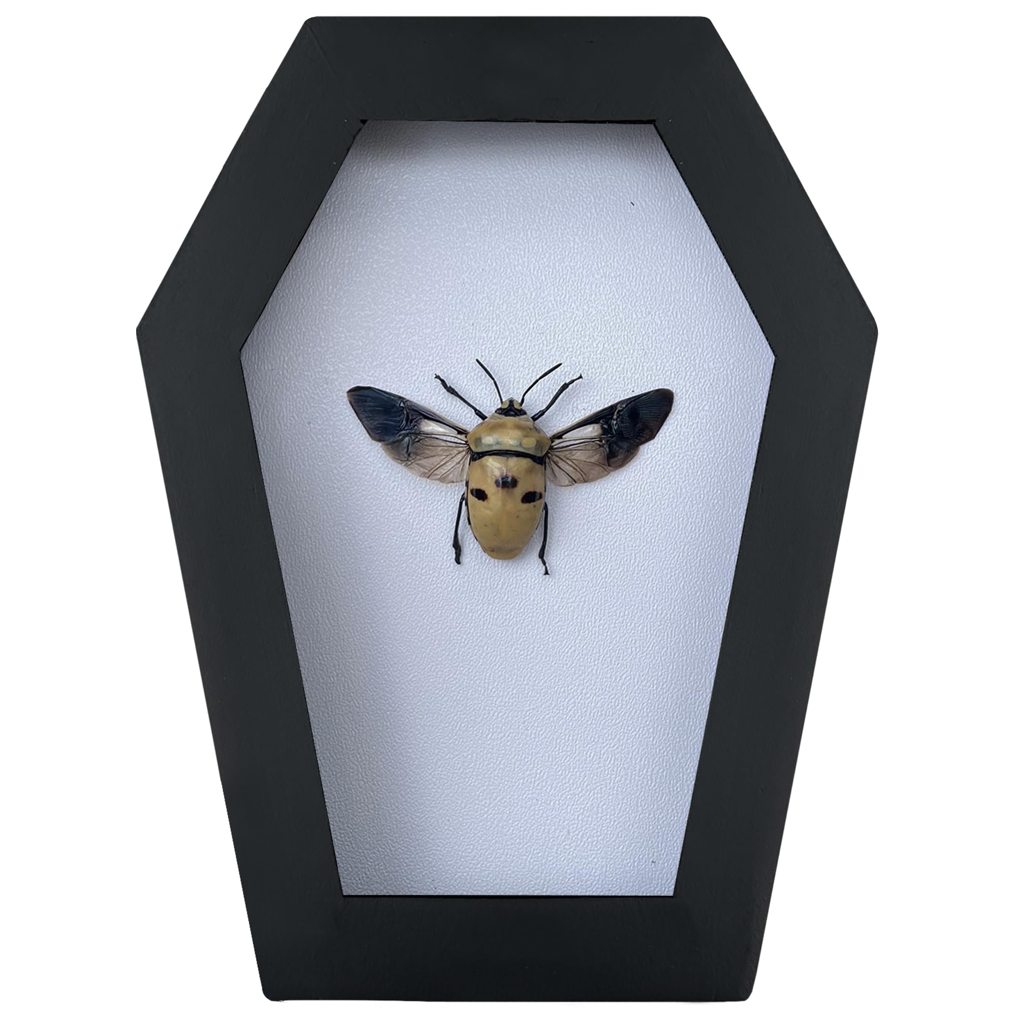 Amazon.com: VINADECOR Man Face Beetle in Coffin Frame Gothic Spooky ...