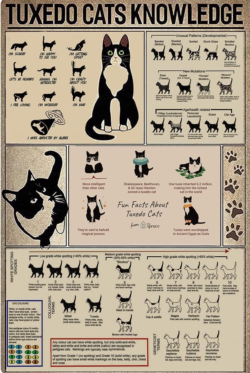 Amazon.com: Tuxedo Cats Knowledge Metal Tin Signs Tuxedo Cats ...