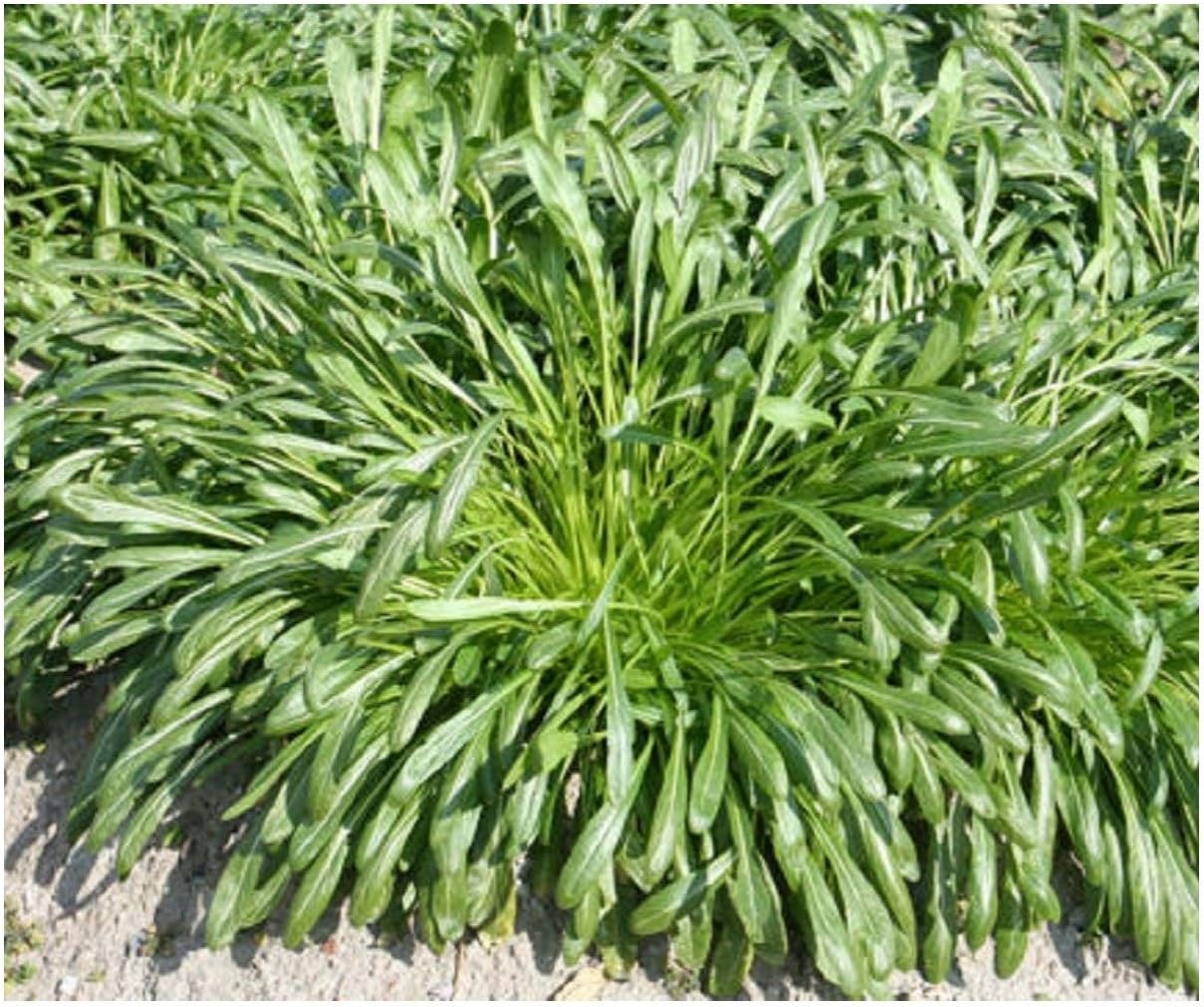 Wasabi Rocket Easy Grow Your Own 1 Packet by Thompson and Morgan ...