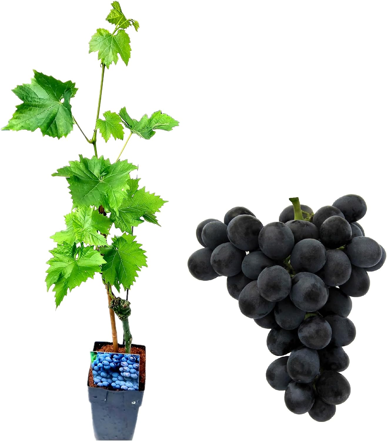 Grafted Grape Vines, Black & Green Varieties,Vitis Vinifera Venus ...