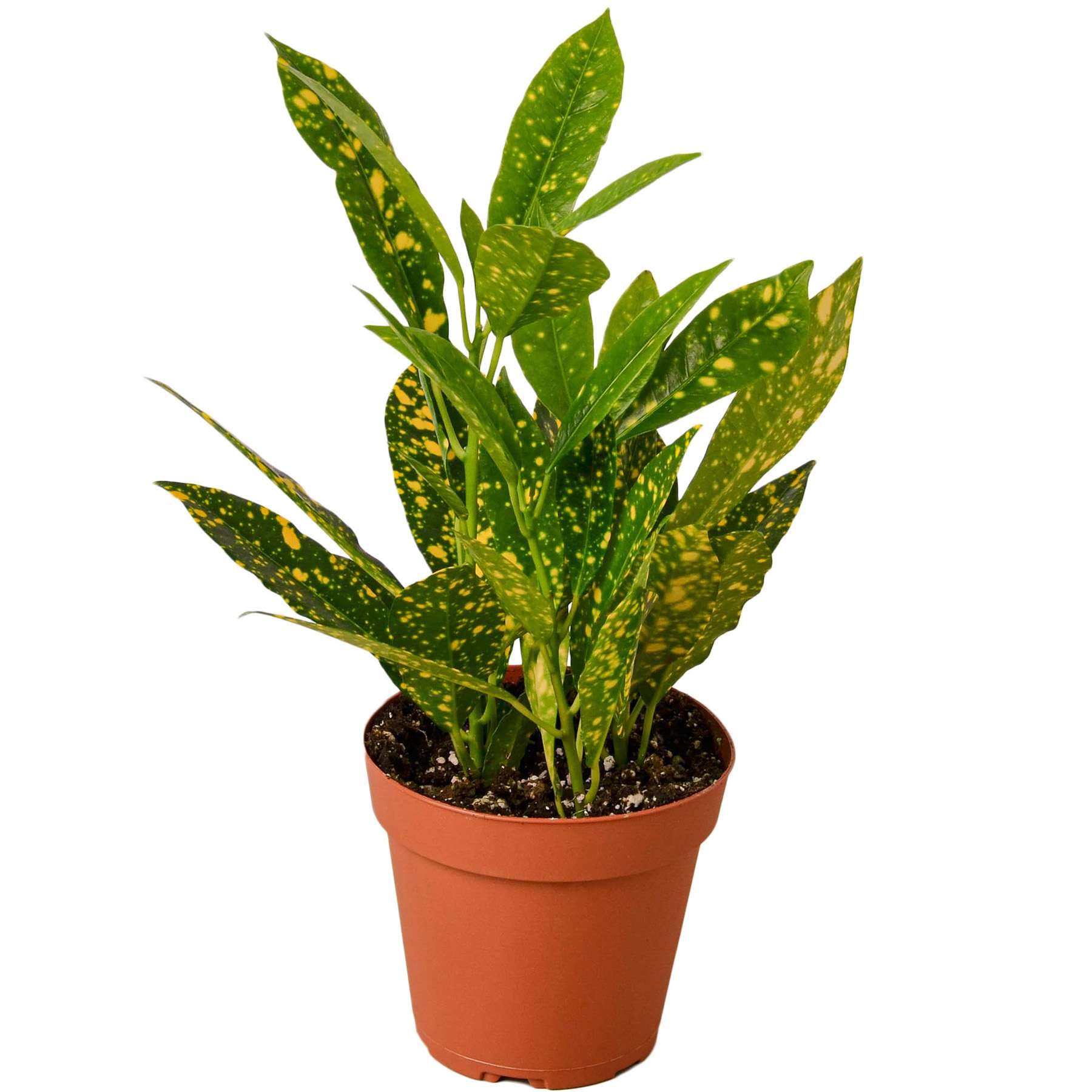 5 Best Gold Leaf Plant | Stop Killing Your Gold Leaf