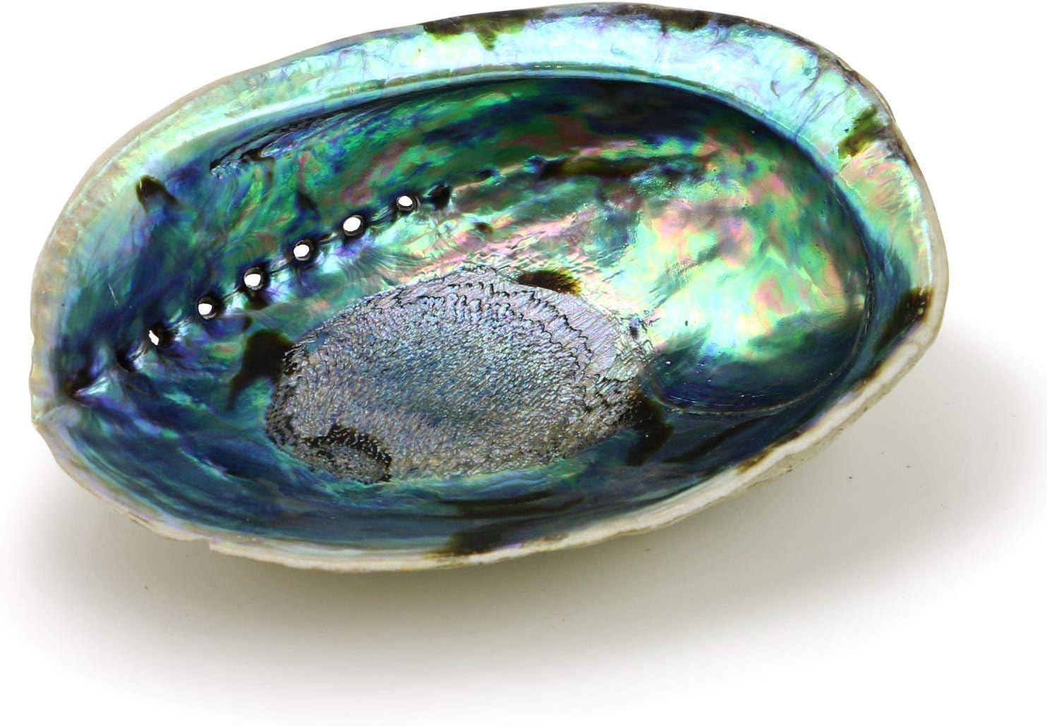 Amazon.com: Ocean Shell Studios 5-6 inches Premium Natural Abalone ...
