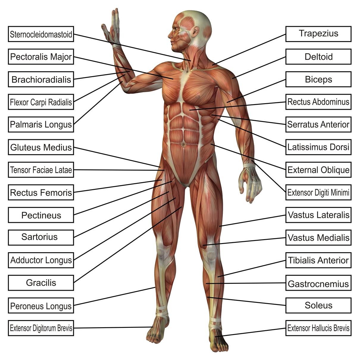Laminated 24x24 Poster Anatomy Of Human Body Parts Body Parts ...