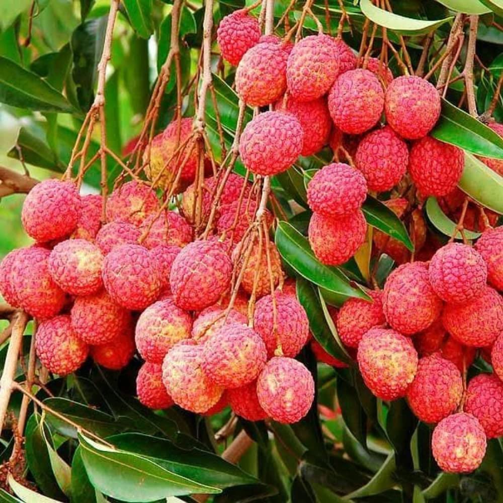 Lychee Tree Fruit