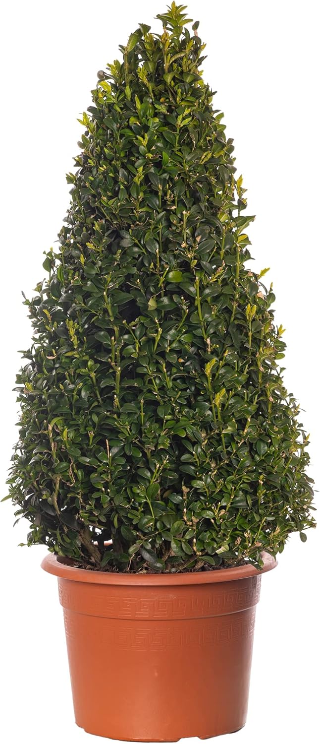 Buxus Pyramid - Boxwood | Ornamental Cone Shaped Topiary | Evergreen ...