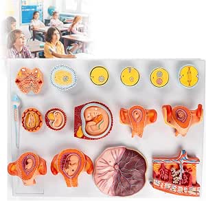 Amazon.com: Egg Fertilization and Development Process Model, Tissue ...
