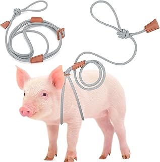 The Lifespan Of Pigs: A Look Into How Long They Can Live | PetShun