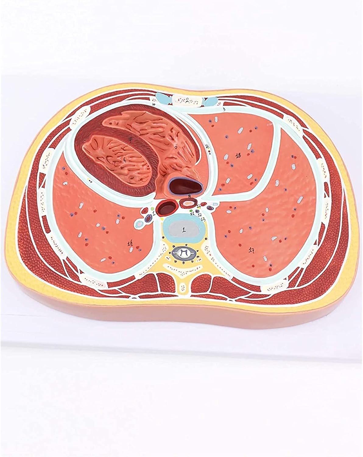 Amazon.com: with Digital Signage Human Thoracic Cross Section Anatomy ...