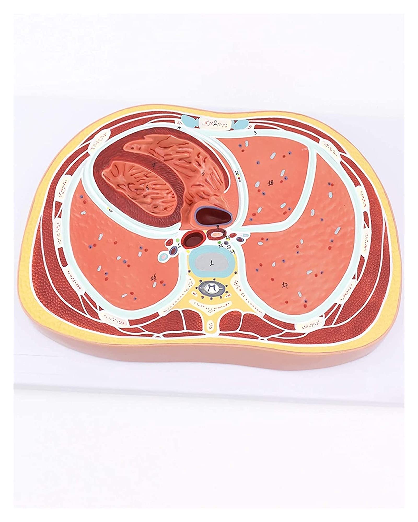 Thoracic Cavity Cross Section Labeled