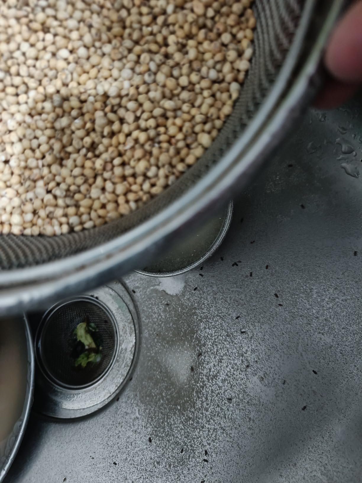 Amazon Brand - Vedaka Unpolished Pearl Millet 750 g (Bajra) (Sajje ...