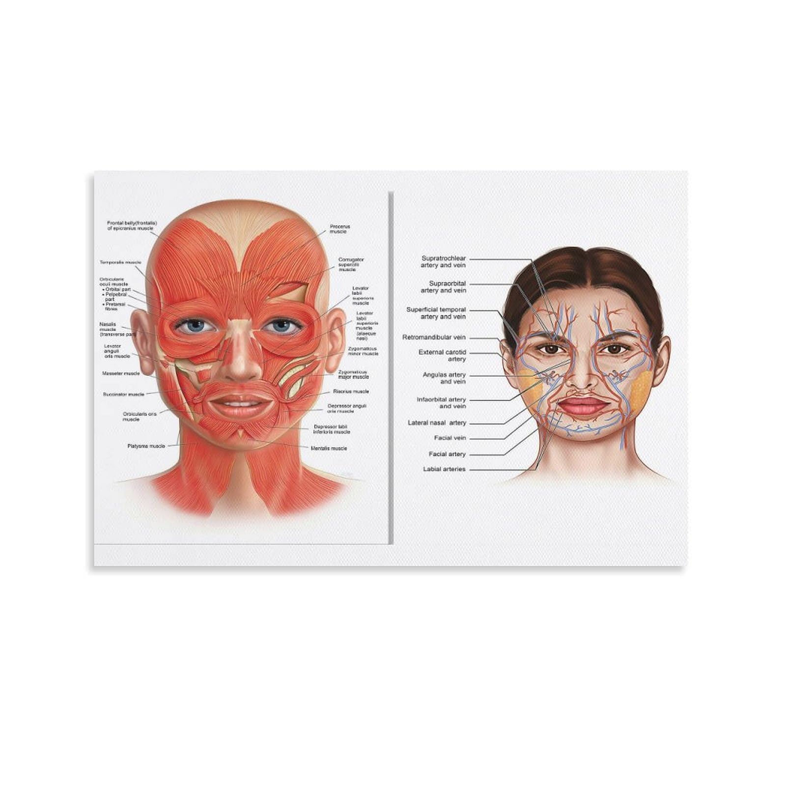 External Face Anatomy Scarpa Face Anatomy Drawing. Public Domain