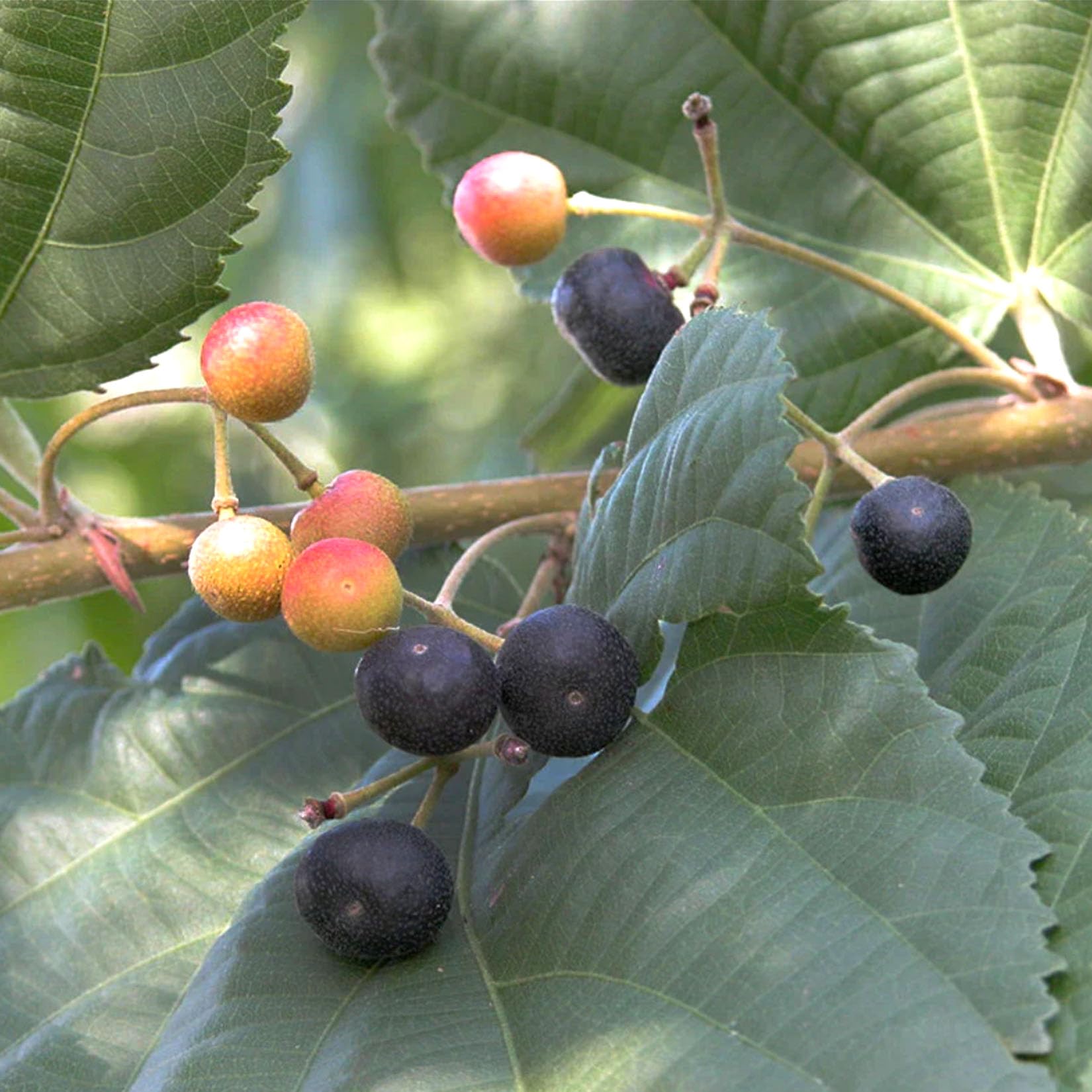 AGRO ALIVE Phalsa Falsa Berry Fruit (Air Layering) Live Plants & Trees ...