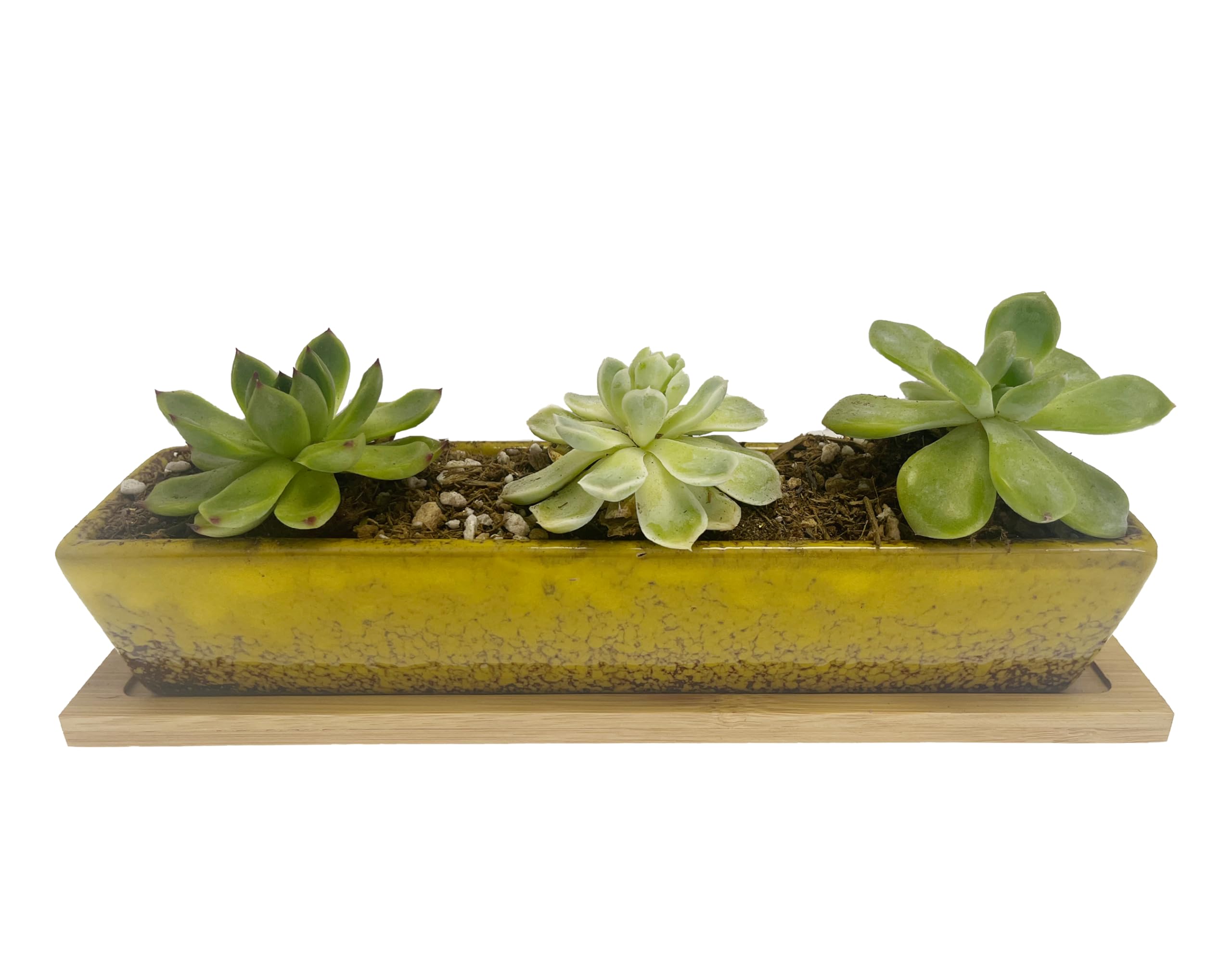 Amazon.com : Kipokalor Succulent Planter Pot, Yellow Long Rectangle ...