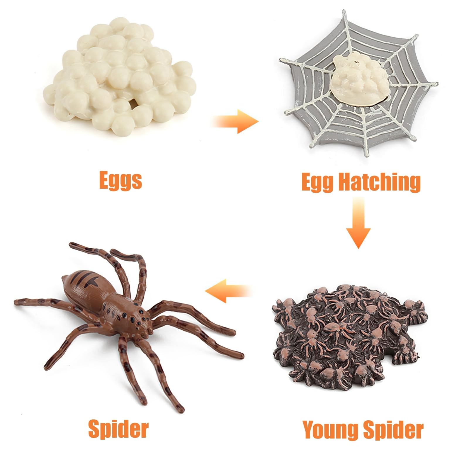 Snapklik.com : MIKNEKE Montessori Life Cycle Animal Insect Figurines ...