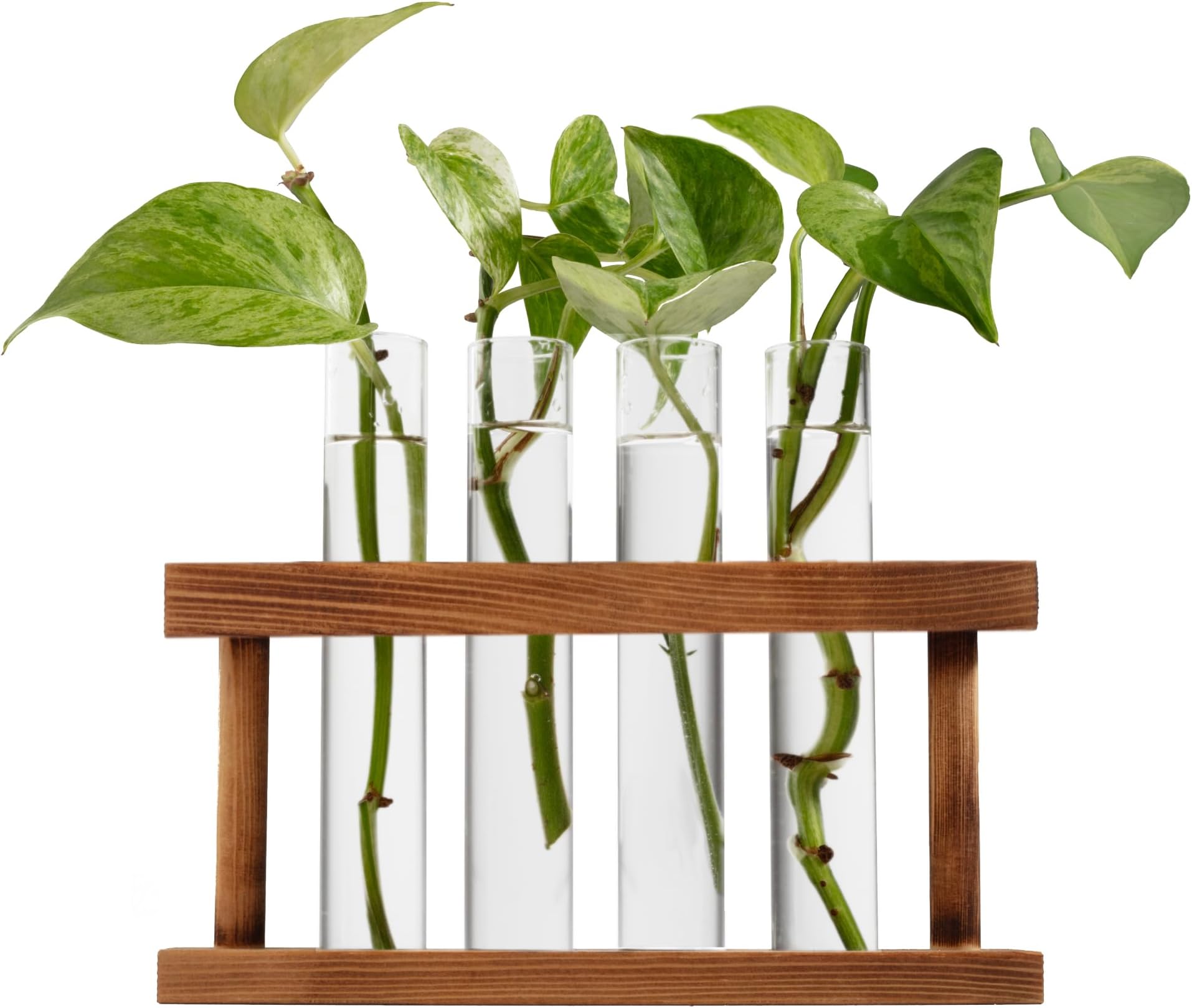 Amazon.com: D'Eco Glass Plant Propagation Station (Set of 4 Tubes ...