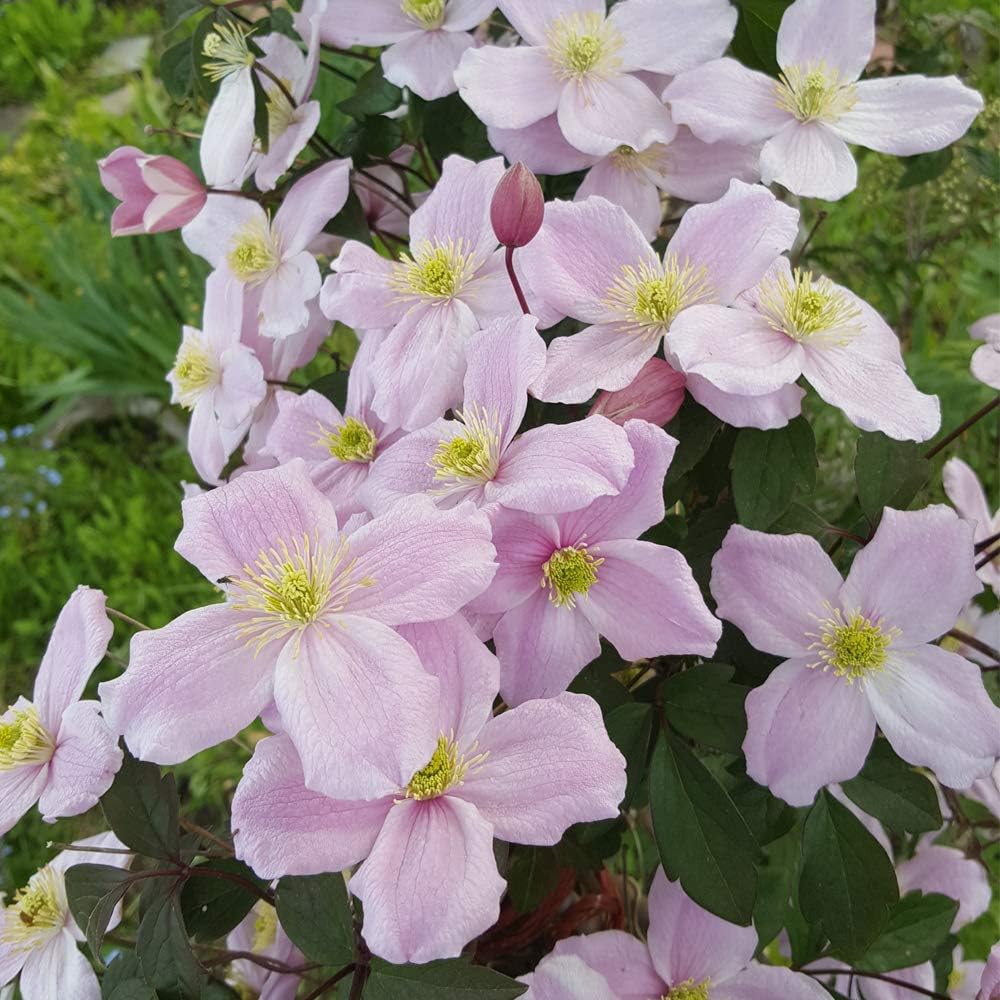 Clematis Montana Mayleen Old Man’s Beard, Hardy Perennial Outdoor ...
