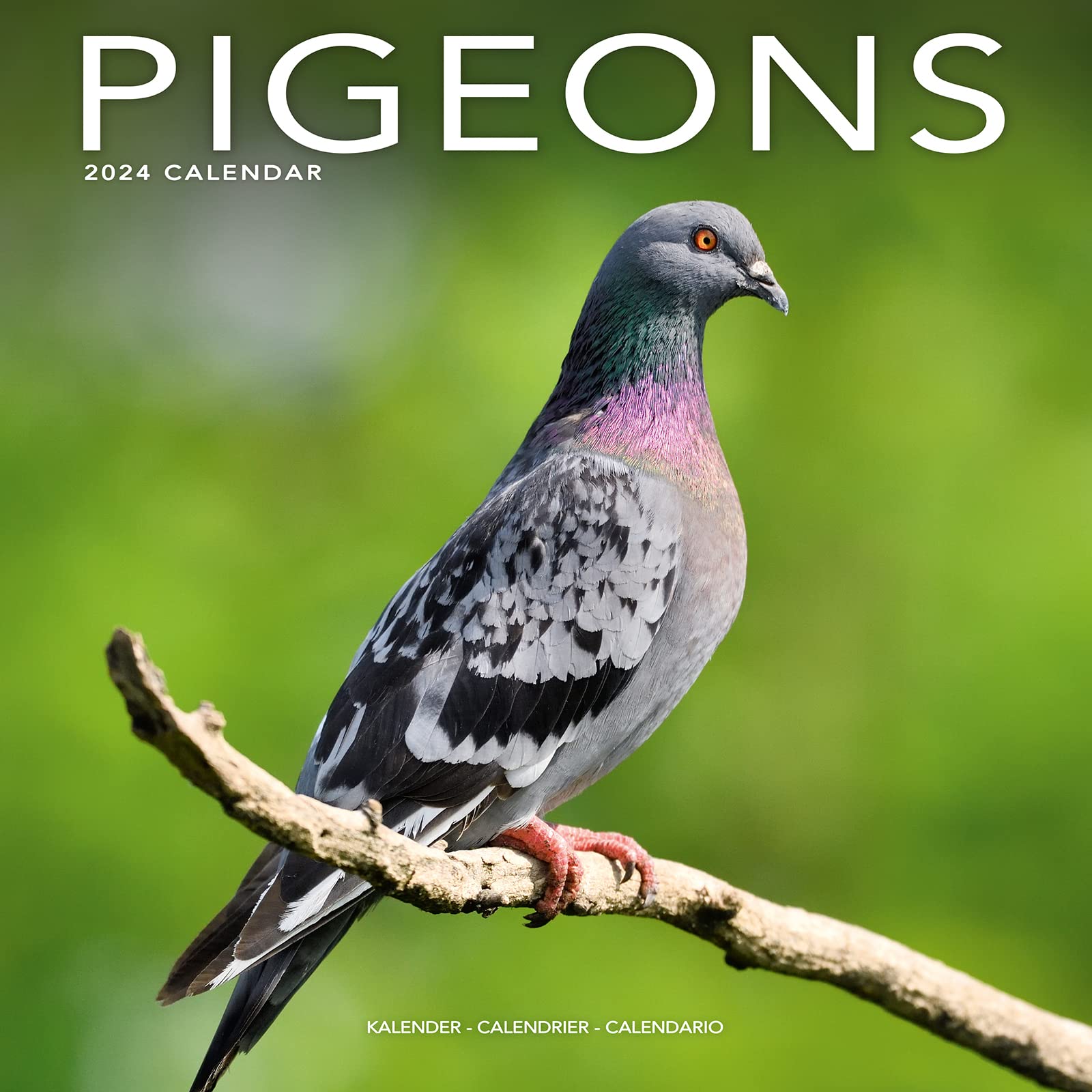 Pigeon Calendar - Cute Animal Calendar - Calendars 2023 - 2024 Wall ...