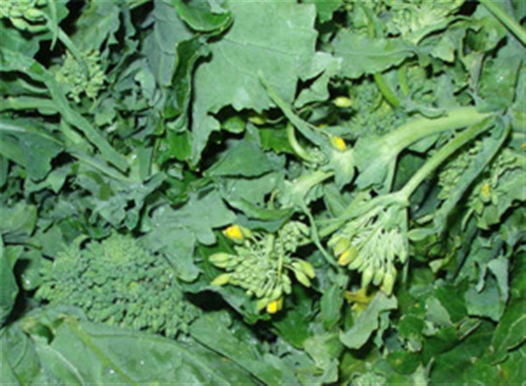Italian Heirloom Heritage Brassica Green Sprouting Broccoli CIMA DI ...