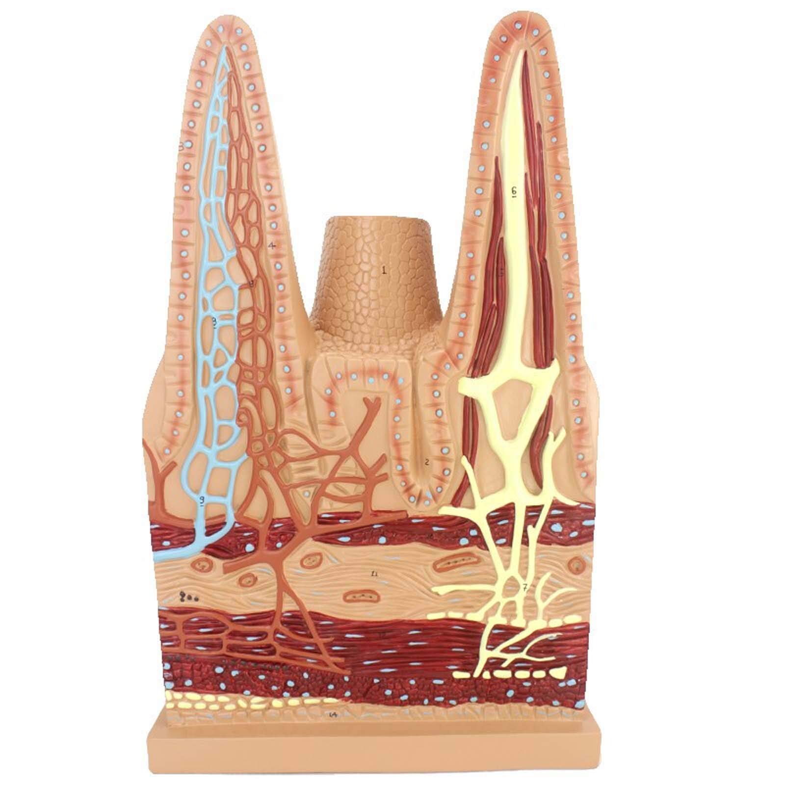 Buy Medical Anatomical Human Digestive System Model Villi of The Small ...