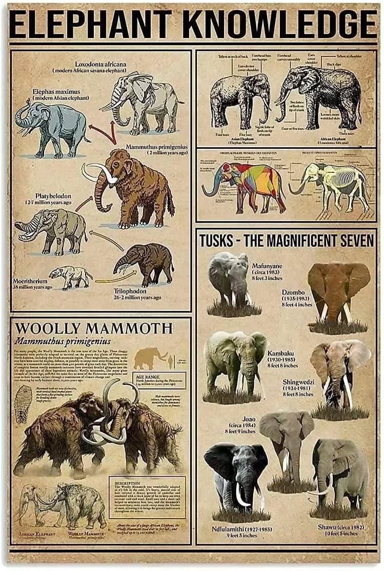 Amazon.com : Old Tin Plaque Vintage Elephant Knowledge Metal Tin ...