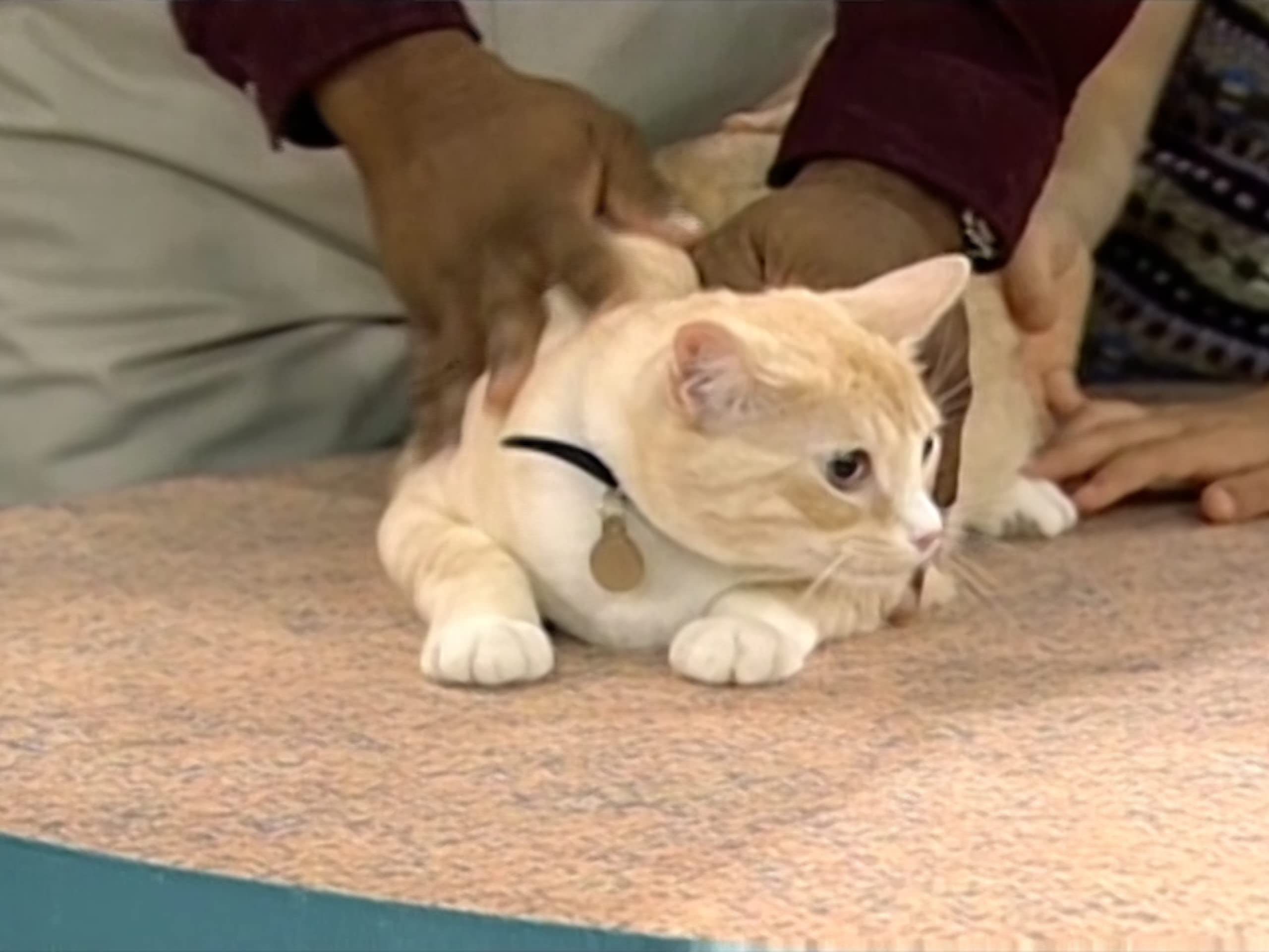 Watch Dooley and Pals Season 1 | Prime Video