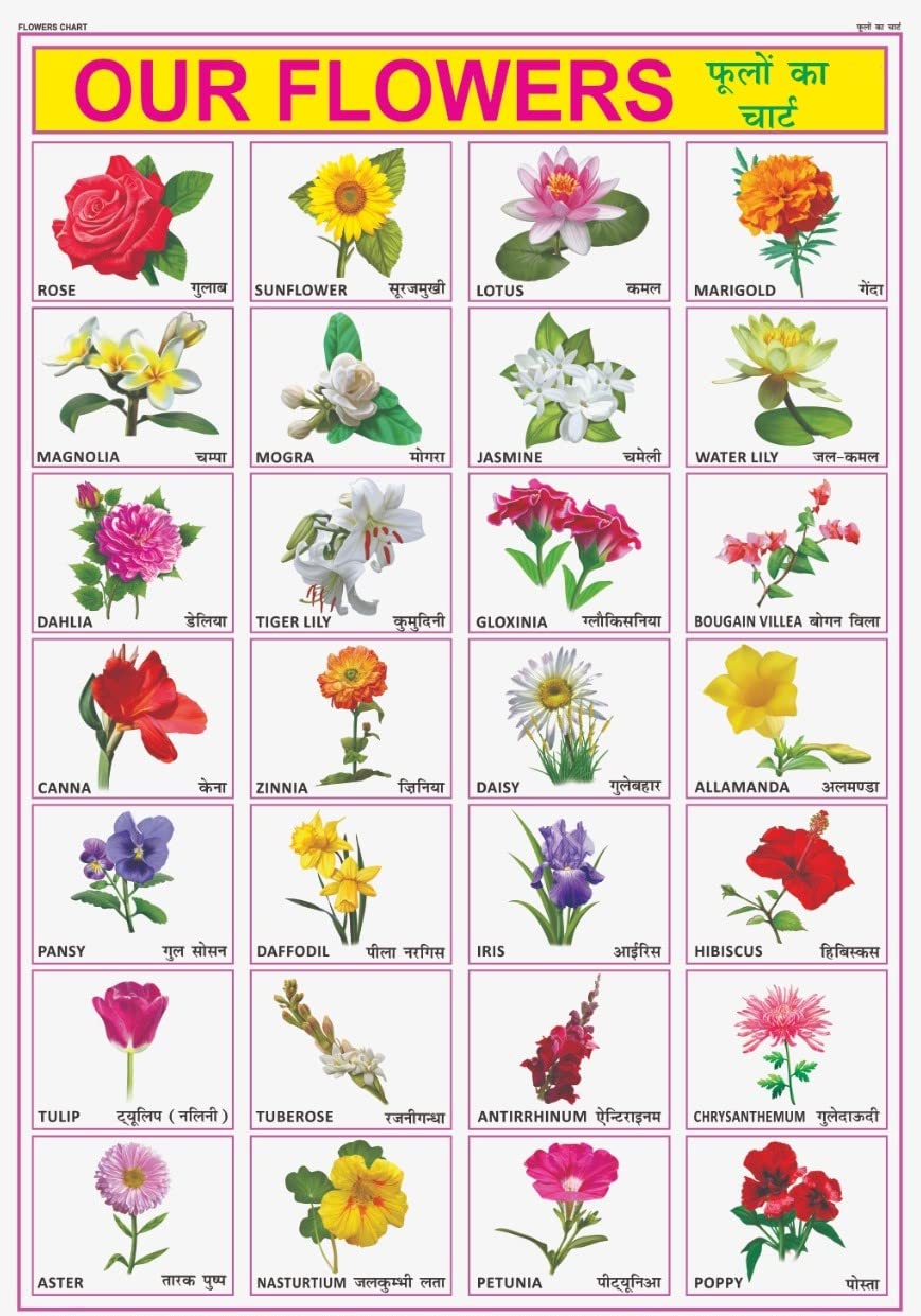 Buy Flowers Chart For Kids | 70x100 cm (Extra Large Size to attract ...