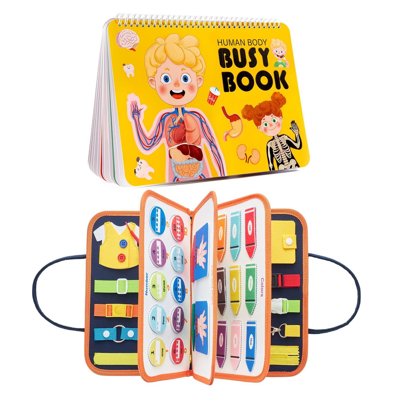 Amazon.com: Freebear Montessori Busy Book for Kids, Human Body Anatomy ...
