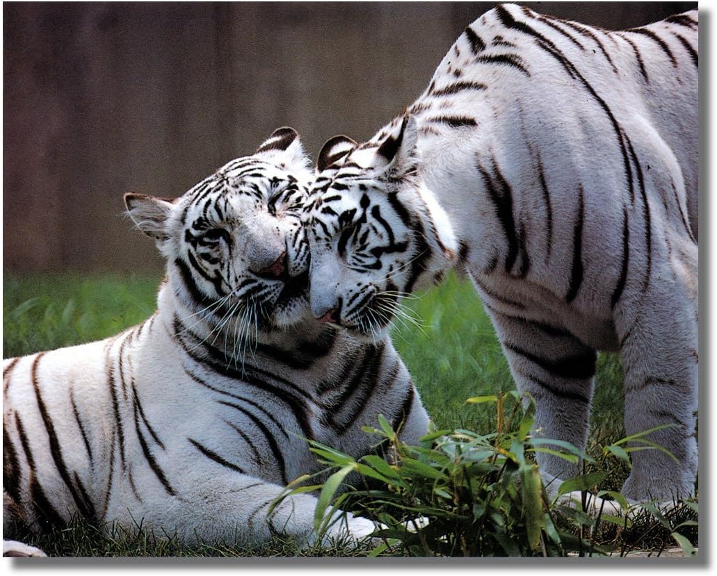 Amazon.com: Tiger Two White Tigers Cuddling in Grass Photo Wall Picture ...
