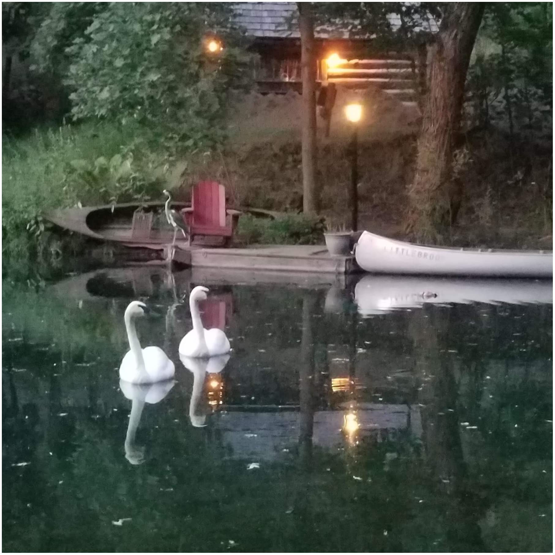 Waterfowl Feed | Floating Pellets for Duck, Swan, Goose | 20 lb Bag ...