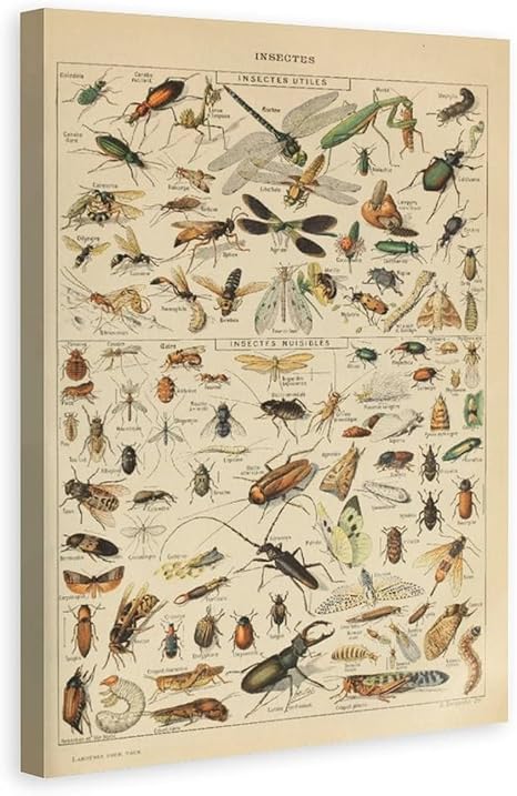 Amazon.com: Vintage Various beneficial&Pests insects Poster Science ...
