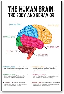 Amazon.com: Bka Global The Human Brain Poster Mental Health Posters ...