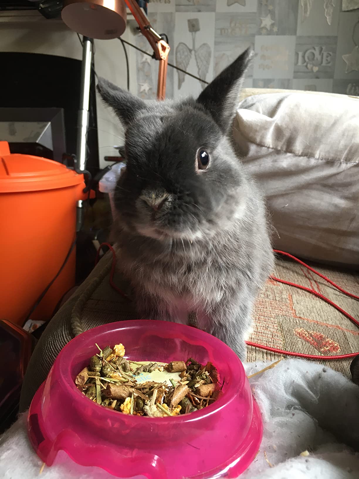HEYGATES RABBIT CHOICE PELLETS 20KG : Amazon.co.uk: Pet Supplies