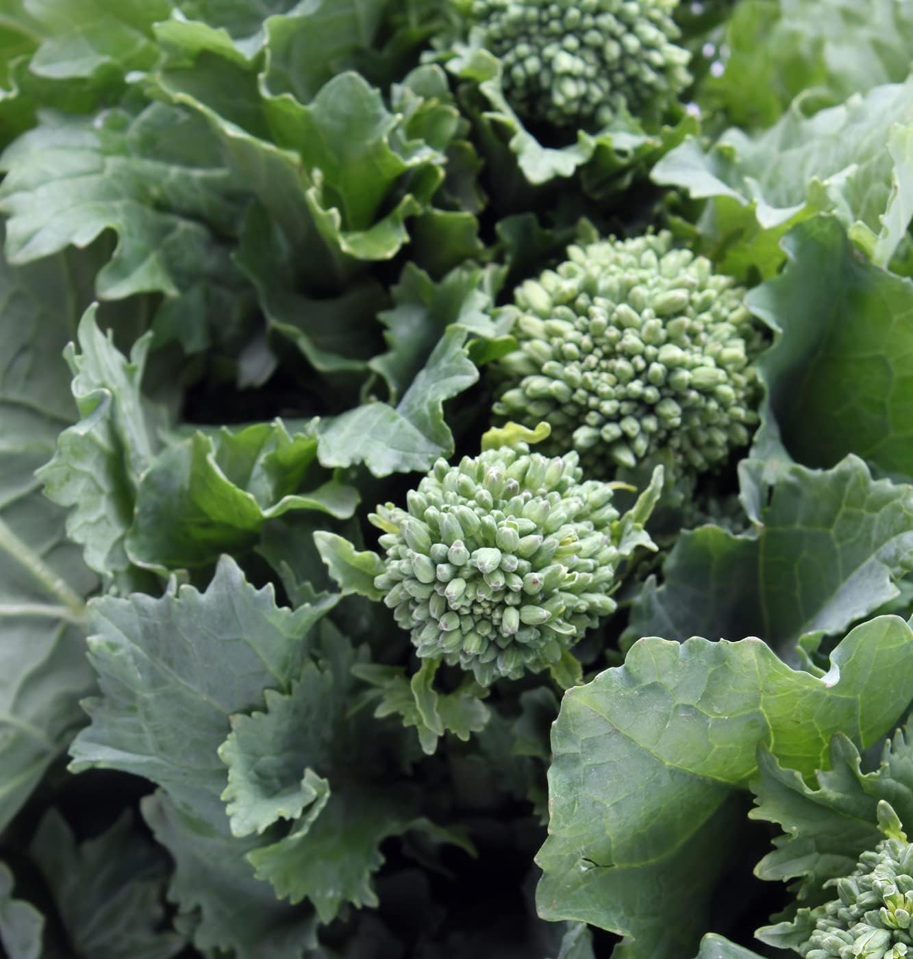 Amazon.com : Earthcare Seeds Broccoli Raab Rapini 250 Seeds (Brassica ...