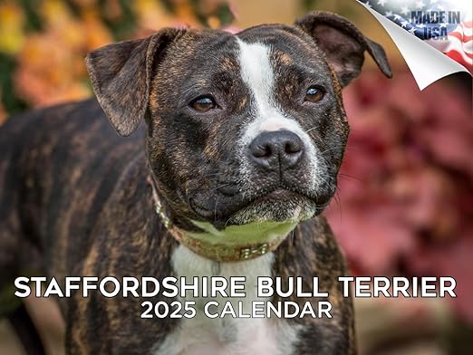 Amazon.com : 2024 2025 Pitbull Calendar - Staffordshire Bull Terrier ...