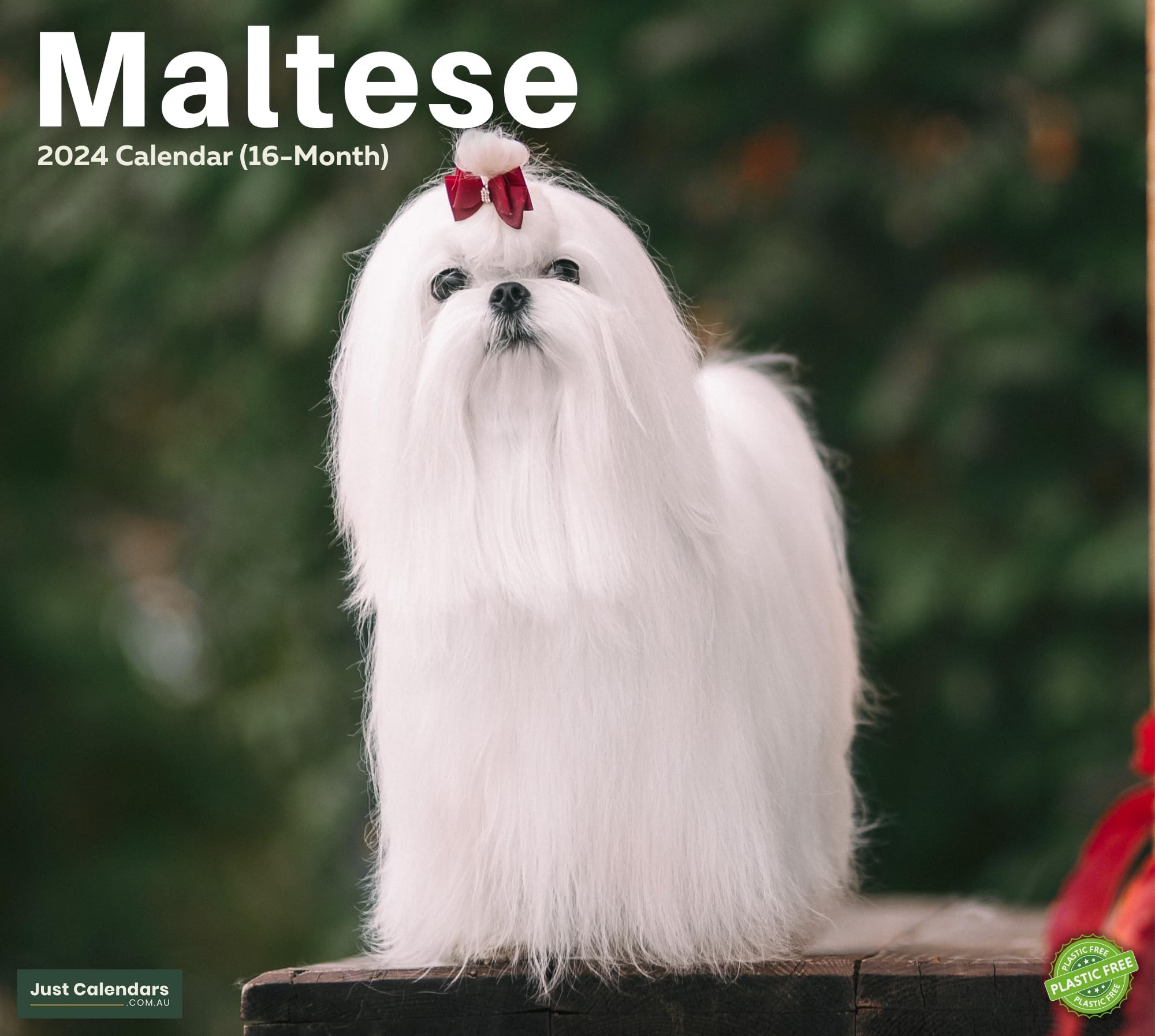 Amazon.com: 2024 Maltese Dogs & Puppies - Deluxe Wall Calendar by Just ...