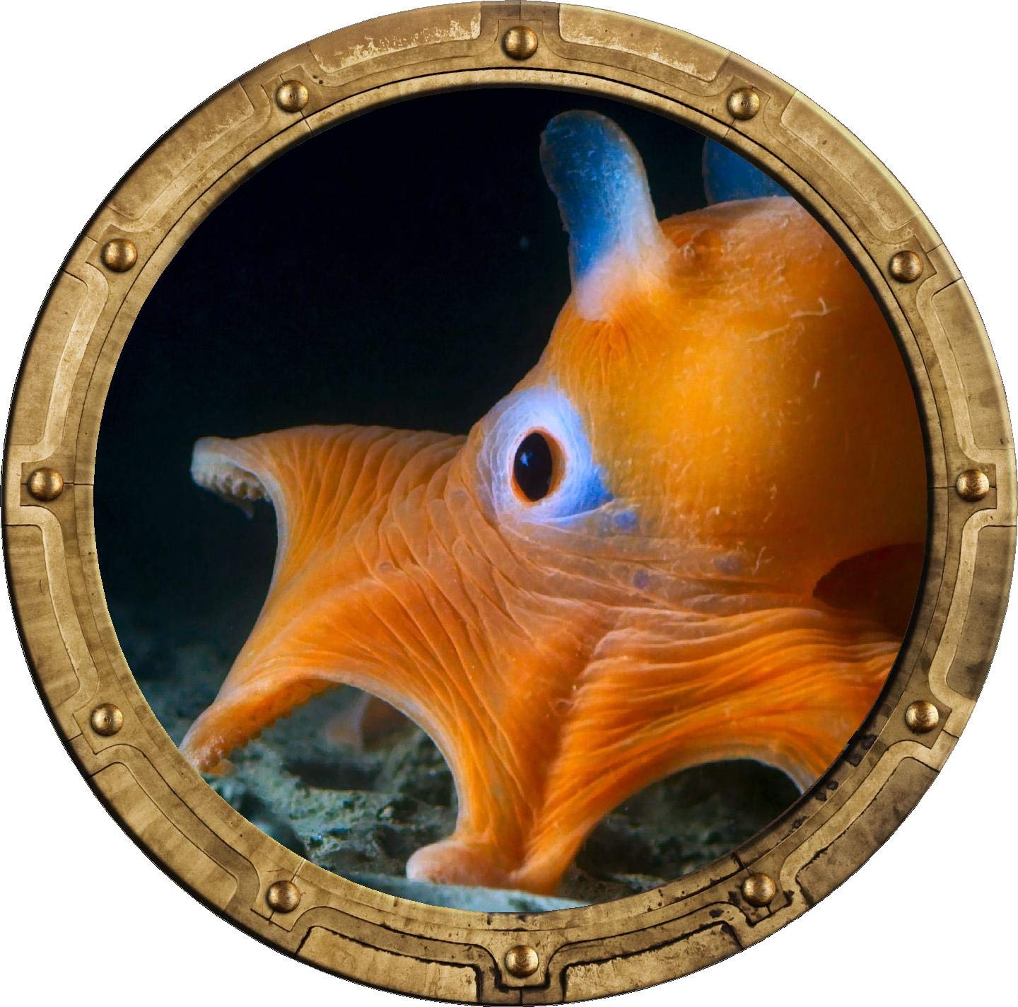 Dumbo Octopus Baby