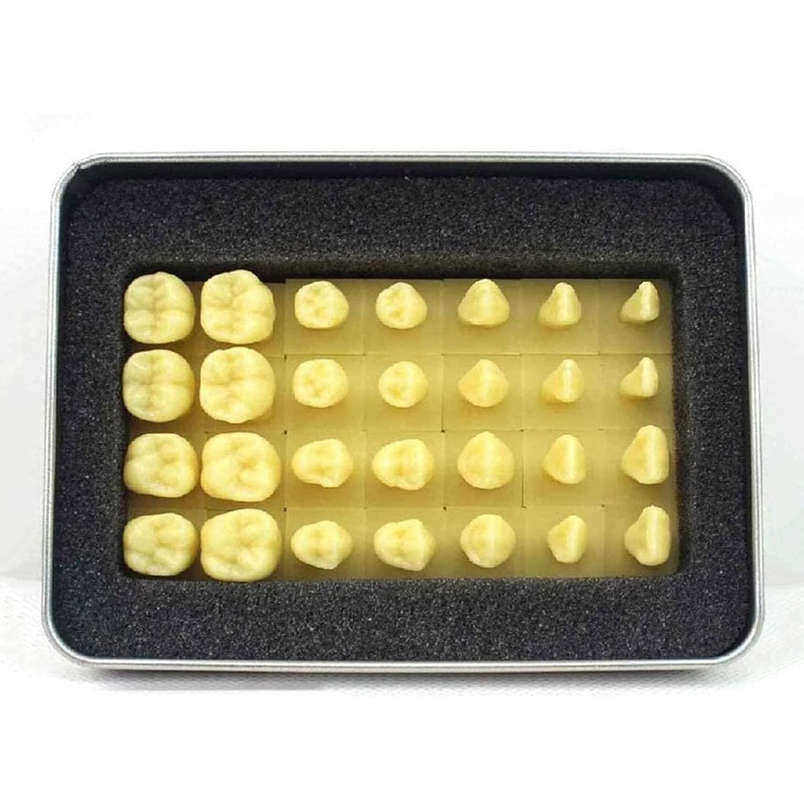 Human Teeth Teaching Display Model Tooth Morphology Maxillofacial ...