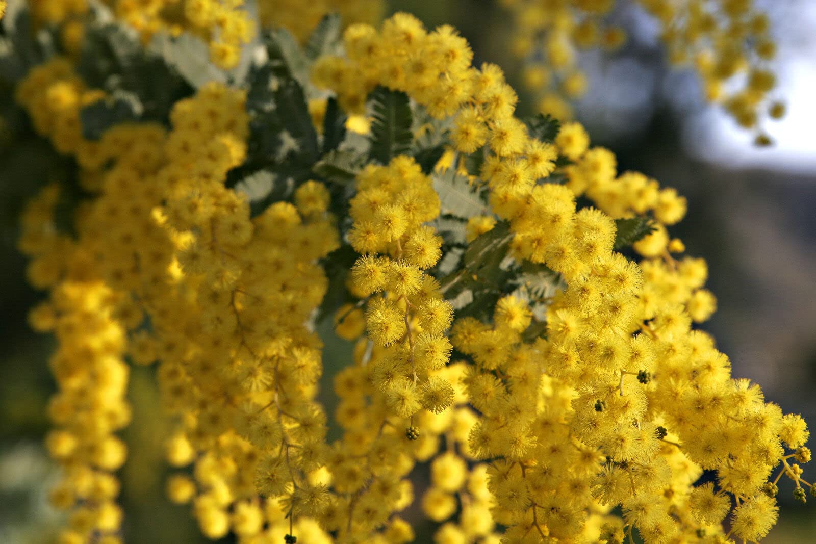 Golden Mimosa Acacia Baileyana Tree Seeds Also Known As Yellow ...