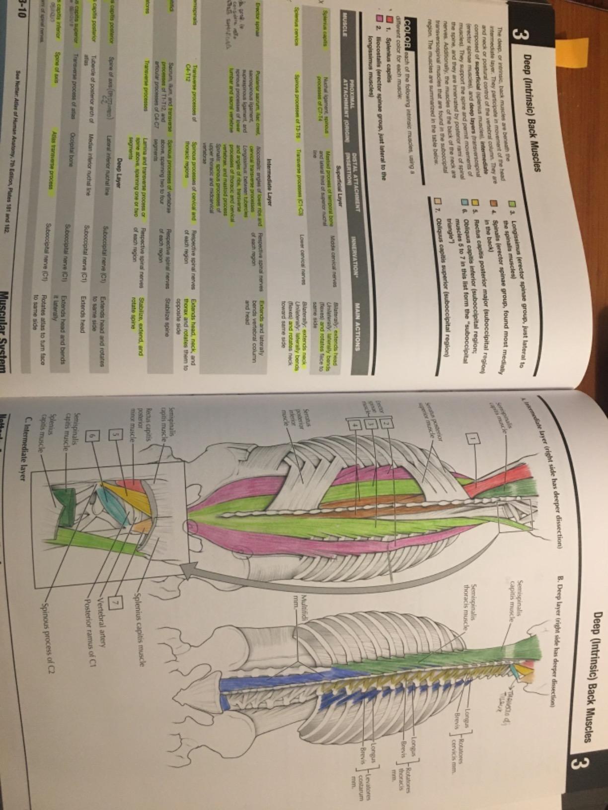 Netter's Anatomy Coloring Book Updated Edition [Lingua inglese ...