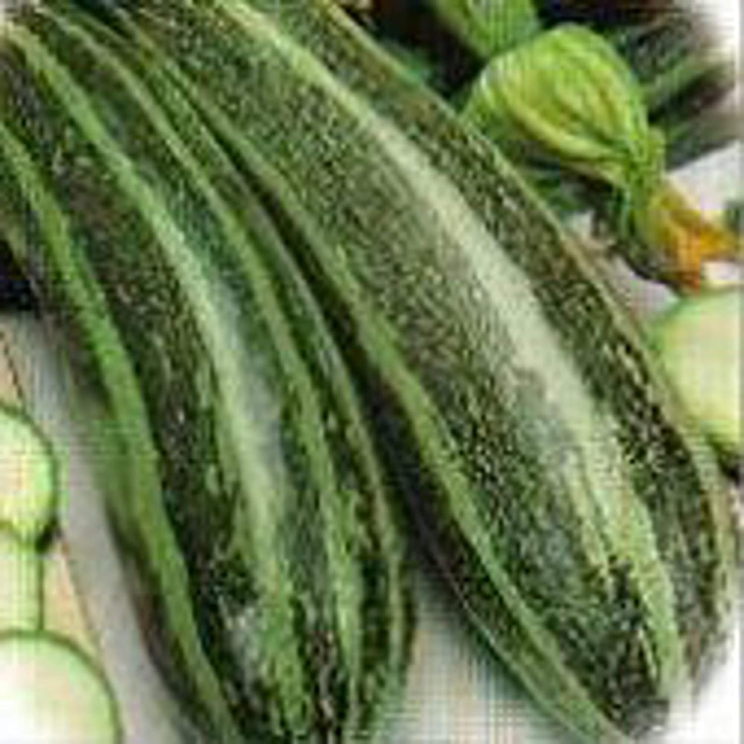 Amazon.com : Cocozelle Zucchini Squash Seeds (50 Seed Packet)(Non GMO ...