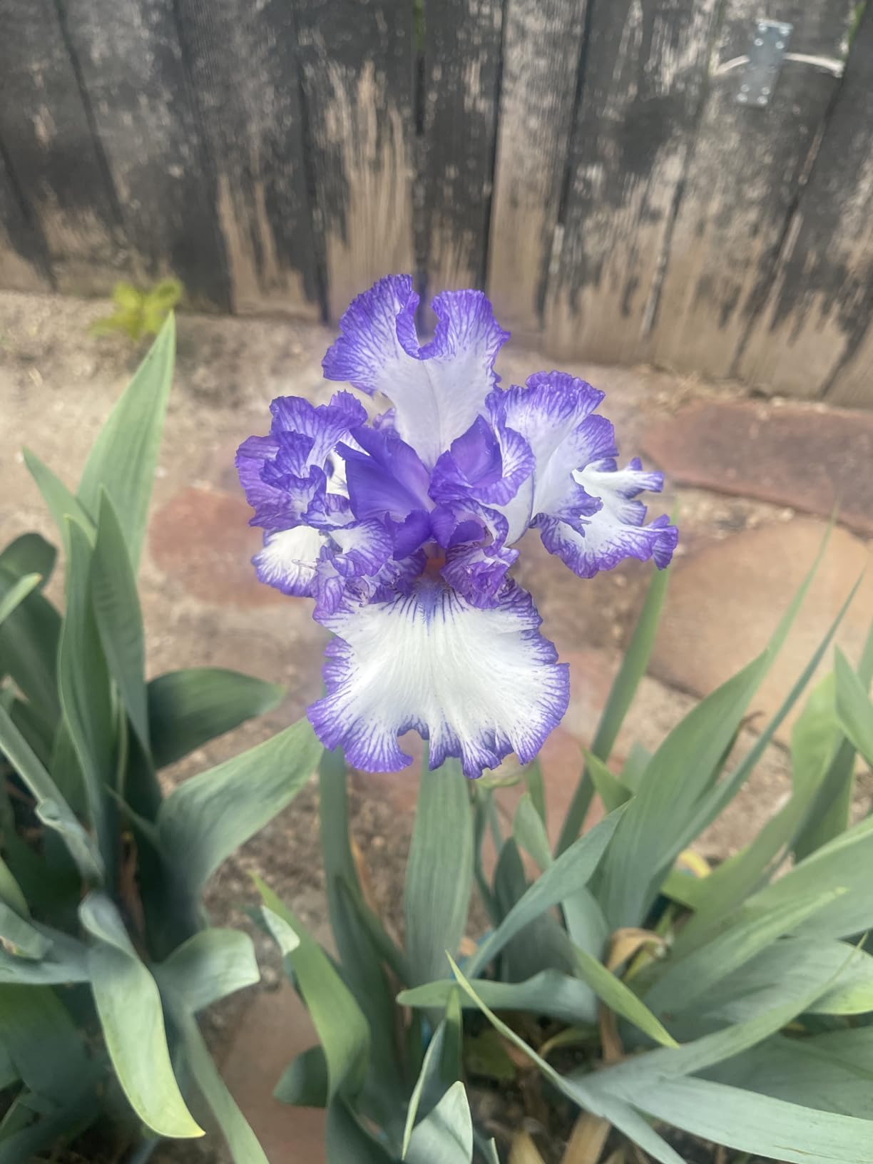Amazon.com : 6-10-10 Premium Iris Food : Patio, Lawn & Garden
