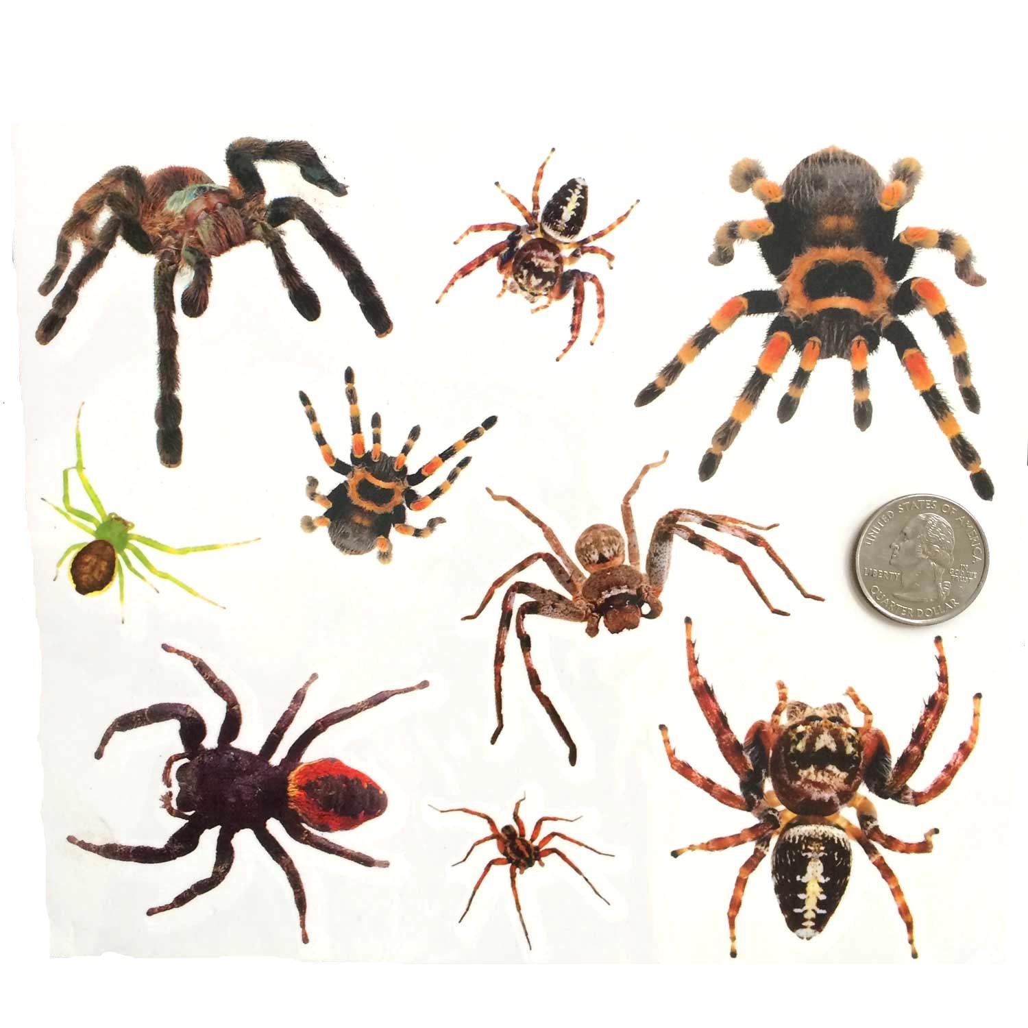 Amazon.com : Realistic Punk TARANTULA SPIDERS Temporary Fake Tattoos ...